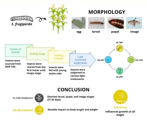 Photoperiod effects on the growth stages of fall armyworm Spodoptera ...