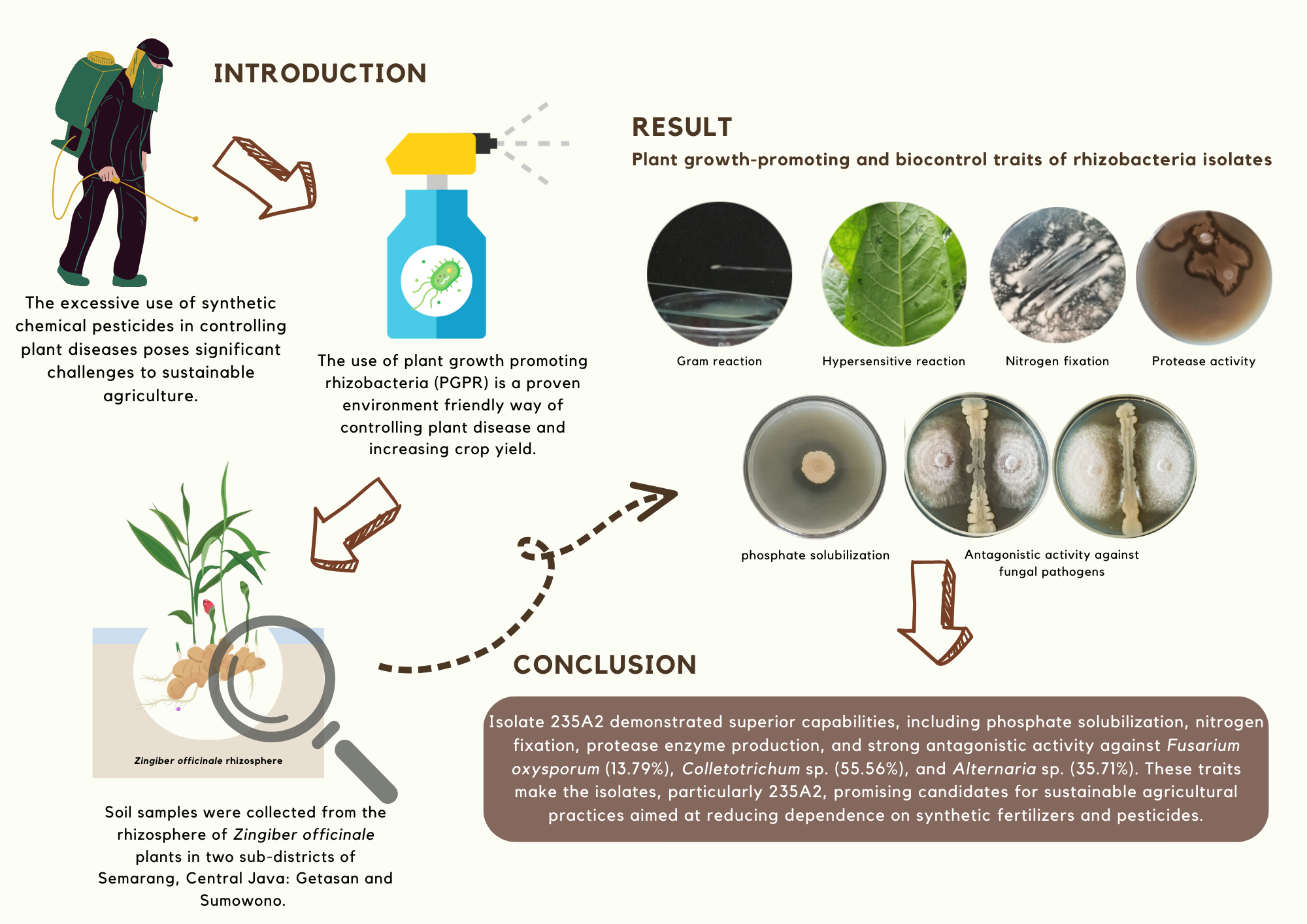 In vitro efficacy of plant growth-promoting rhizobacteria isolated from ...